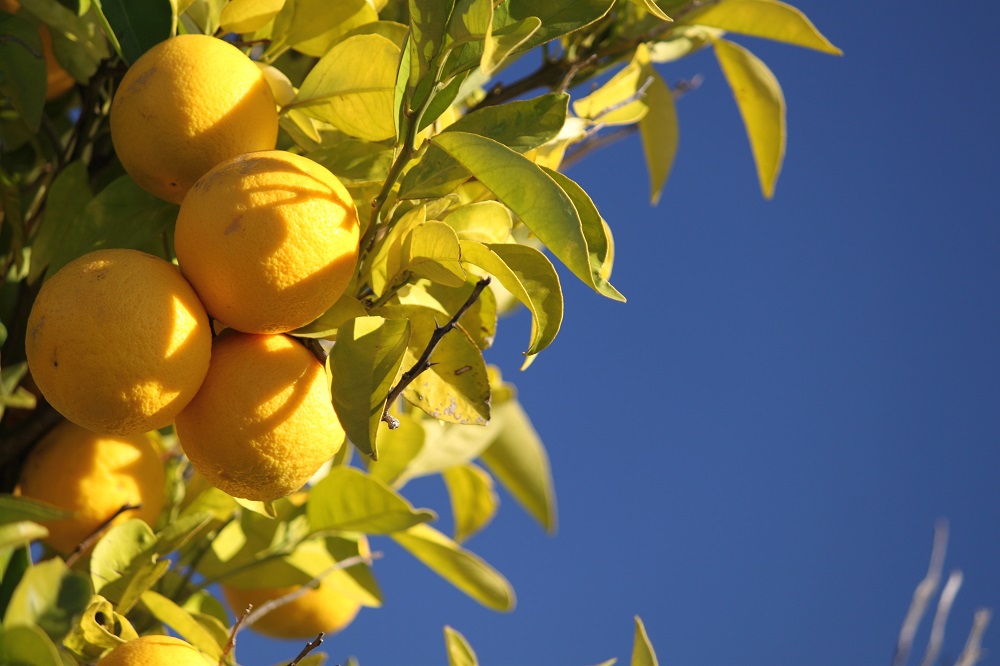 Fruit Fundraiser in Nashville, TN - Florida Indian River Groves